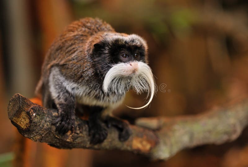Singe De Tamarin D'empereur Dans L'environnement De Jungle Imperator De ...