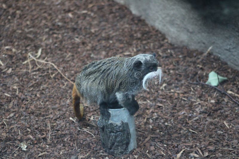 Tamarin monkey on stone stock image. Image of cute, wildlife - 269302281