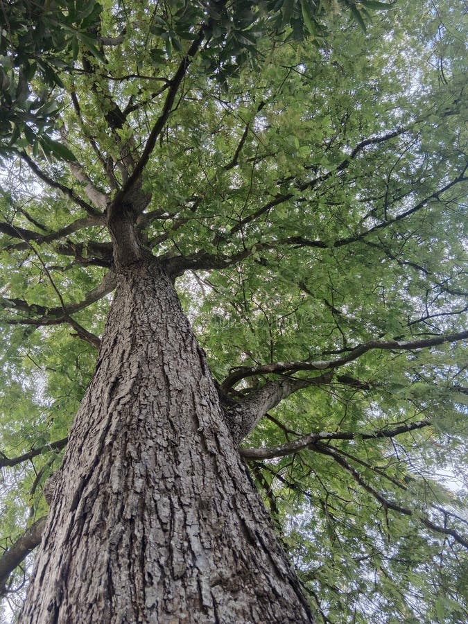 Tamarin Tree Have Many Branch Stock Image - Image of spruce, wood ...