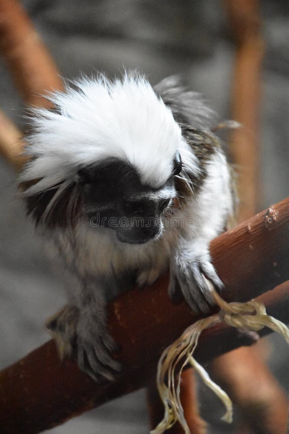 Tamarin stock photo. Image of tamarin, face, white, eyes - 105492610