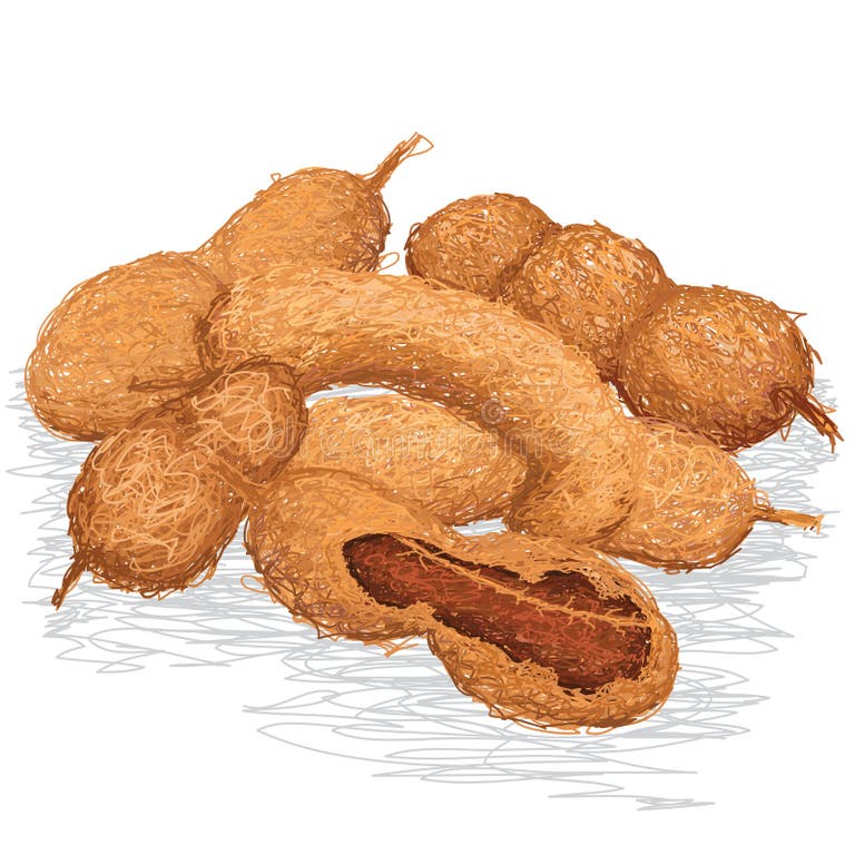 Tamarind Stock Illustrations – 5,769 Tamarind Stock Illustrations ...