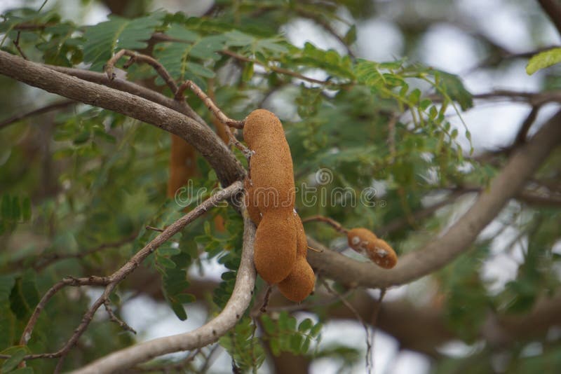 Tamarind (Also Called Tamarindus Indica, Asam) Fruit on the Tree Stock ...