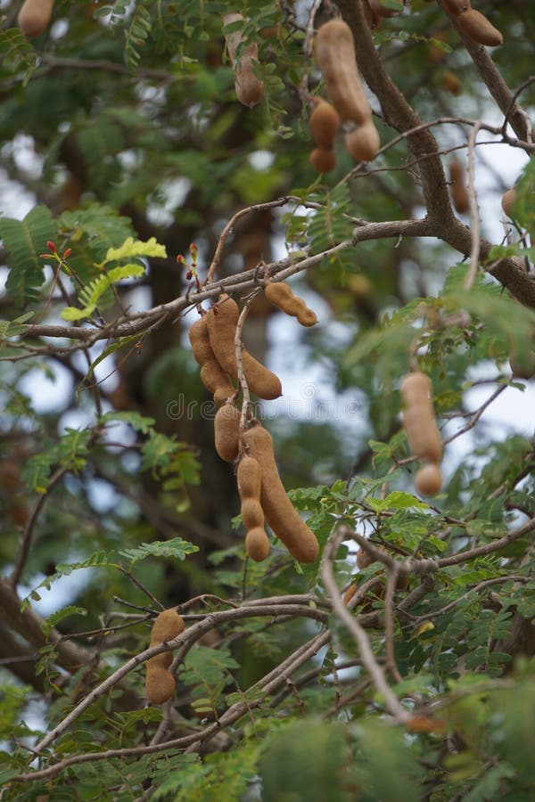 Tamarind (Also Called Tamarindus Indica, Asam) Fruit on the Tree Stock ...
