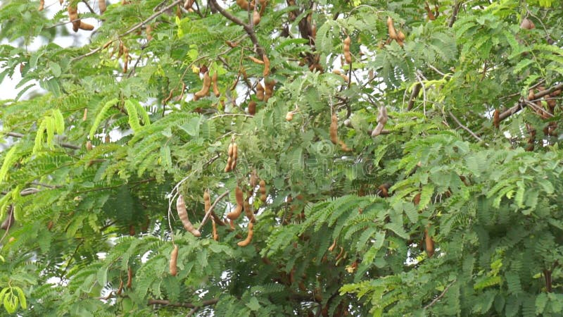 Tamarind (Also Called Tamarindus Indica, Asam) Fruit on the Tree Stock ...