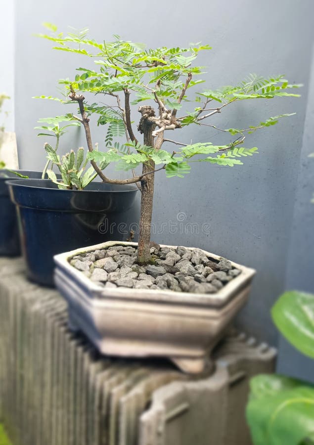 Tamarind Bonsai Material that is Familiar in Indonesia Stock Photo ...