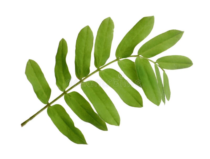 Tamarind Branch with Green Leaves on White Background Stock Image ...