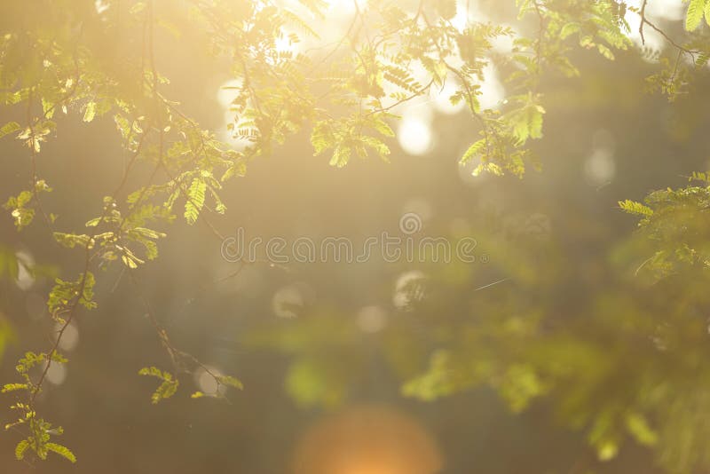 Tamarind branch. stock image. Image of light, tamarind - 91102047
