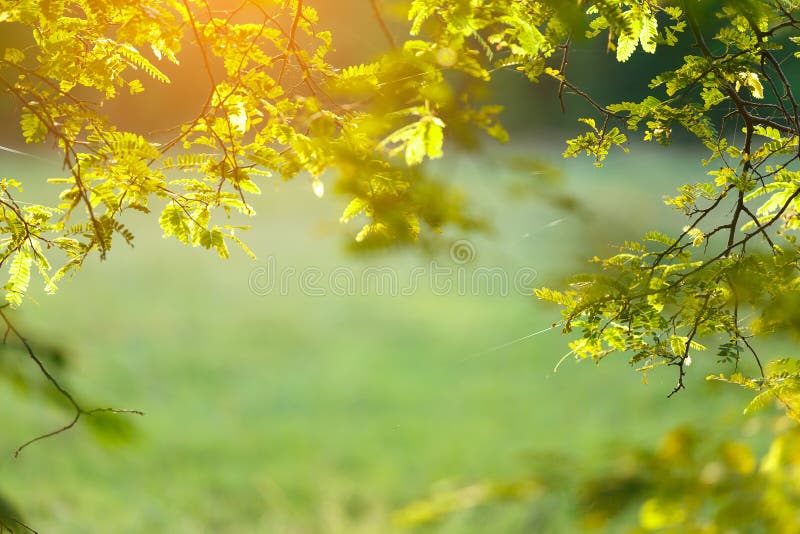 Tamarind branch. stock photo. Image of summer, spring - 91102106