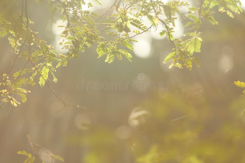 Tamarind branch. stock image. Image of tamarind, tropical - 91230821