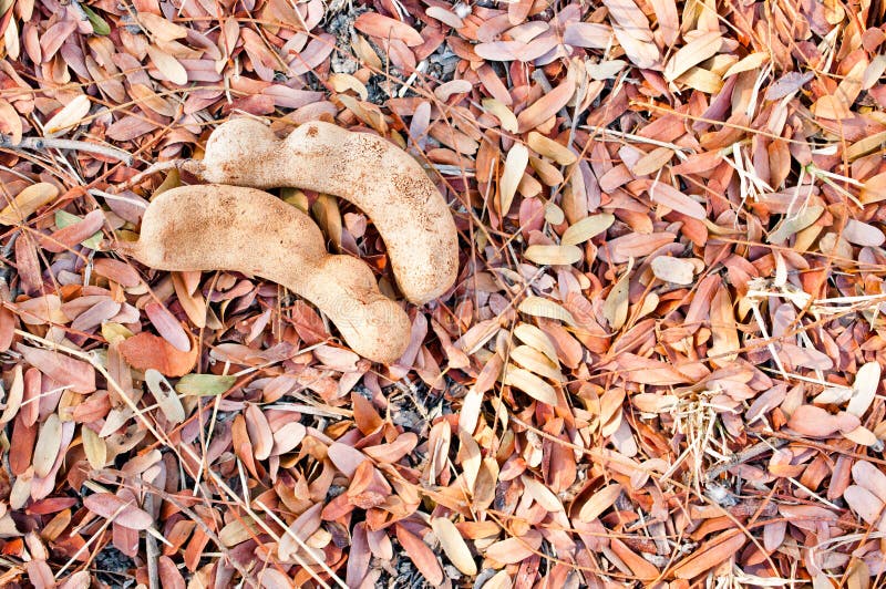 Dry Tamarind stock image. Image of tamarind, close, eating - 30017825