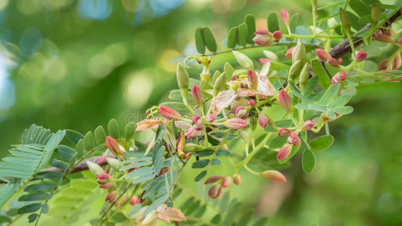 Tamarind Flower Blooming on the Tree Stock Photo - Image of group ...