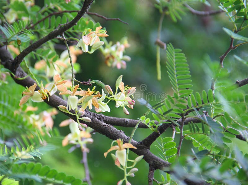 Tamarind flower stock photo. Image of tamarind, closeup - 96904480