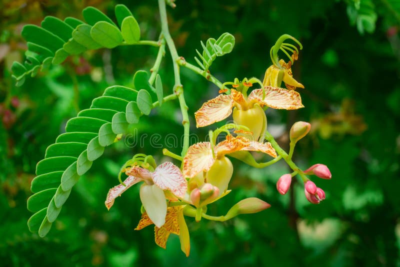 Tamarind Flower on Tree Tamarind Stock Photo - Image of food, branch ...