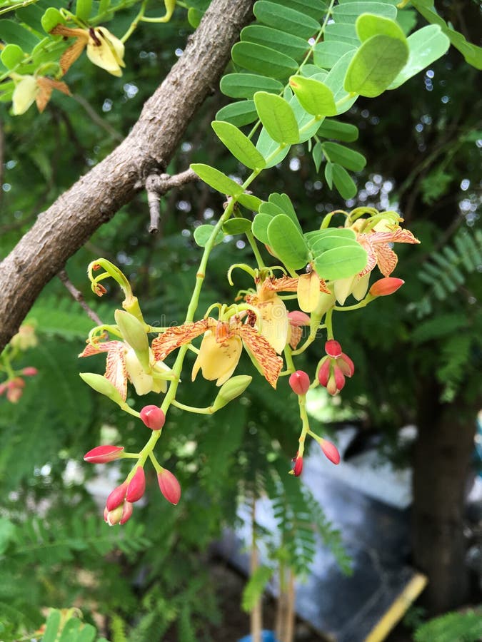 Tamarind flower stock photo. Image of floral, leaf, petal - 93923516