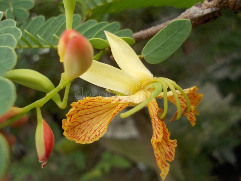 Tamarind Flower ,yellow Flowers Ylang Ylang in Cone Herbal Plant Local ...