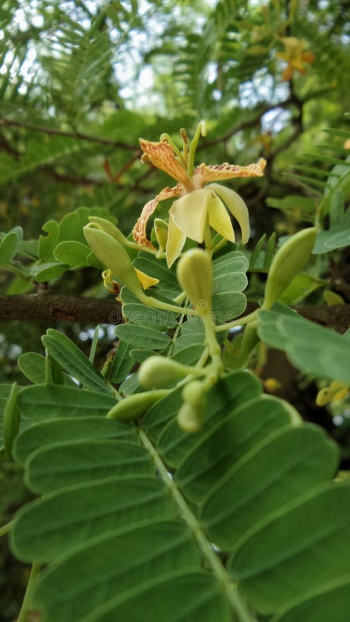 Tamarind Flowers are Blooming on Trees on a Natural Background ...
