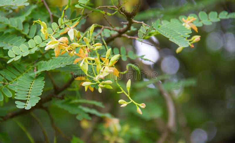Tamarind Flowers on the Tree. Stock Photo - Image of healthy, organic ...