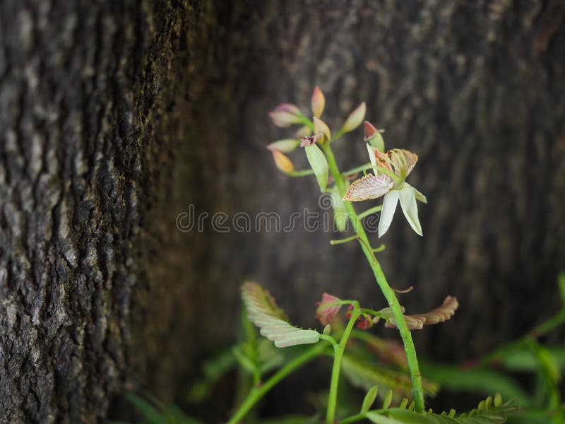 Tamarind Flowers Blooming on a Tamarind Tree. Stock Image - Image of ...