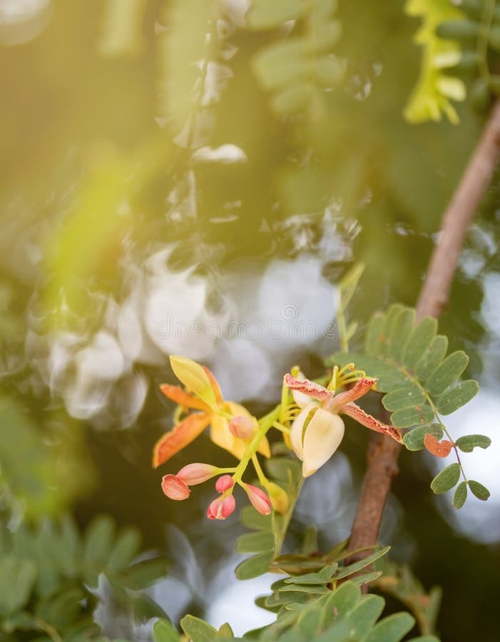 Tamarind Flowers Blossoming Ontree Stock Photo - Image of citrus ...