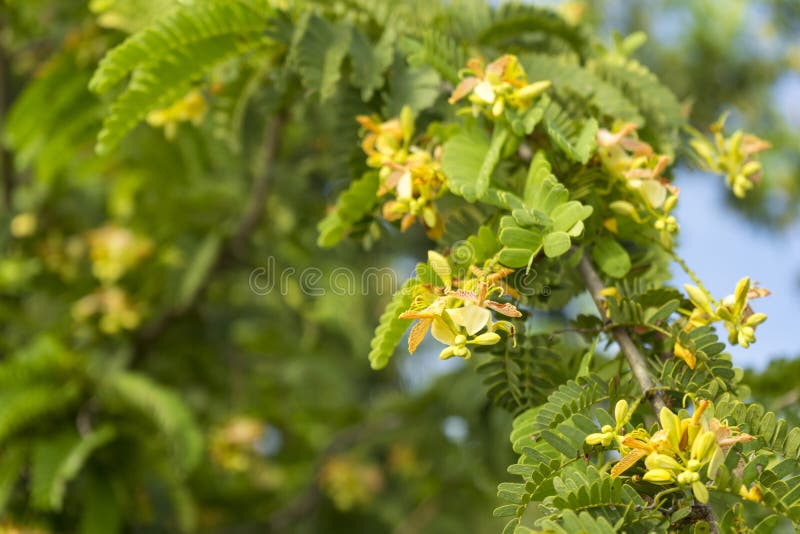 Tamarind Flowers Herbal Plant Local Flora Of Asia In Spring Season ...