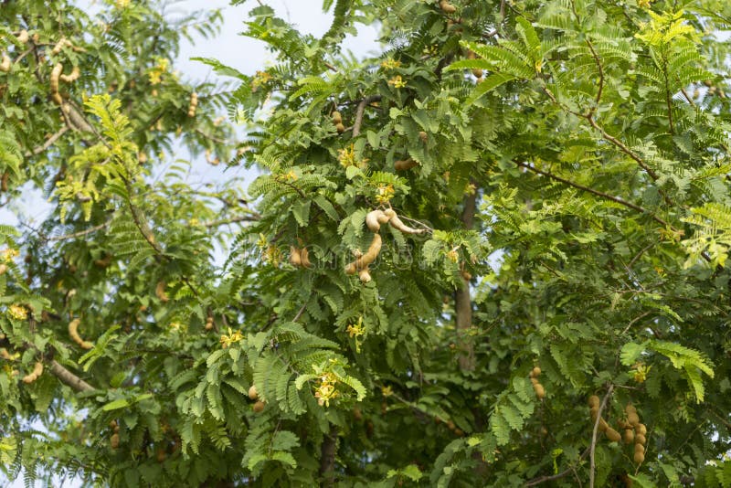 Tamarind Flowers on the Tree. Stock Photo - Image of modern, skyline ...