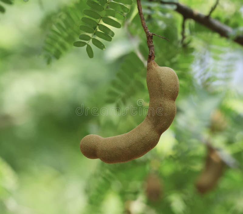 Tamarind stock photo. Image of ripe, plant, garden, chillagoe - 34652970