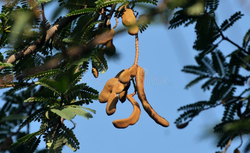 Fruitimli Stock Photos - Free & Royalty-Free Stock Photos from Dreamstime