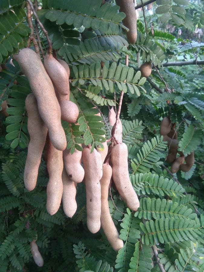 Tamarind is a Fruit Tropical Evergreen Tree Stock Image - Image of ...