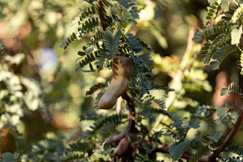 Tamarind Fruiting Tree stock photo. Image of species - 287075704