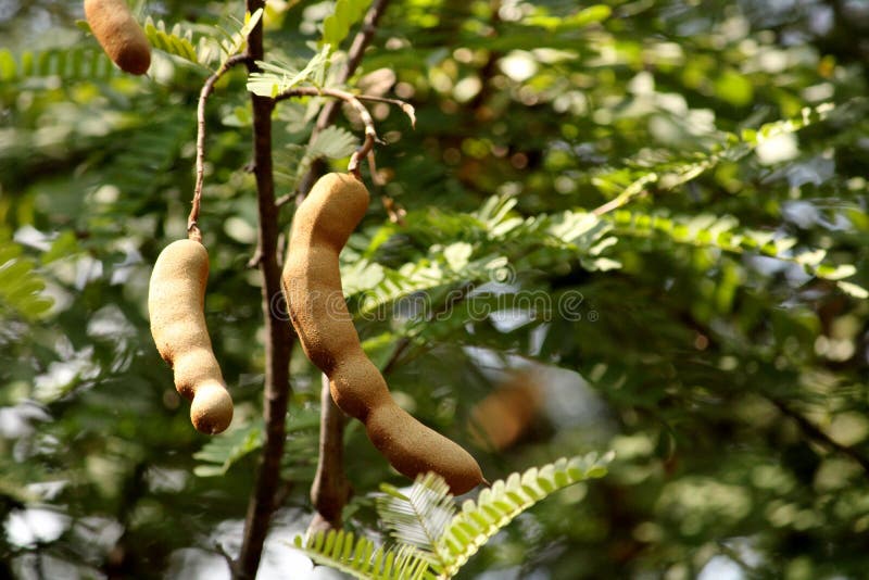 Tamarind Fruits are Hanging on the Tree Stock Photo - Image of forest ...