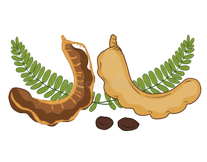 Tamarind with Hand Drawn Style Stock Vector - Illustration of tamarind ...