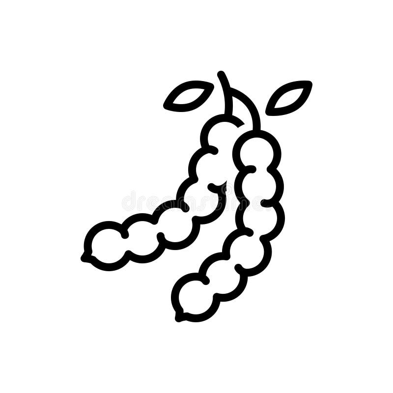 Tamarind Line Drawing