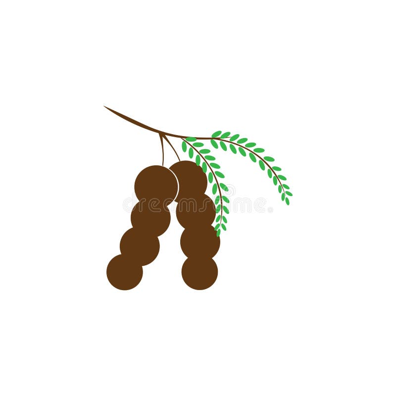 Tamarind icon logo vector stock vector. Illustration of logo - 230966955