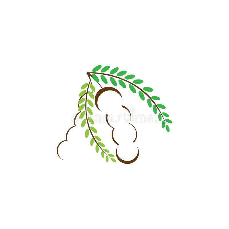 Tamarind icon logo vector stock vector. Illustration of fruit - 230966960