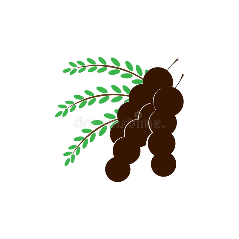 Tamarind icon logo vector stock vector. Illustration of fruit - 230966961