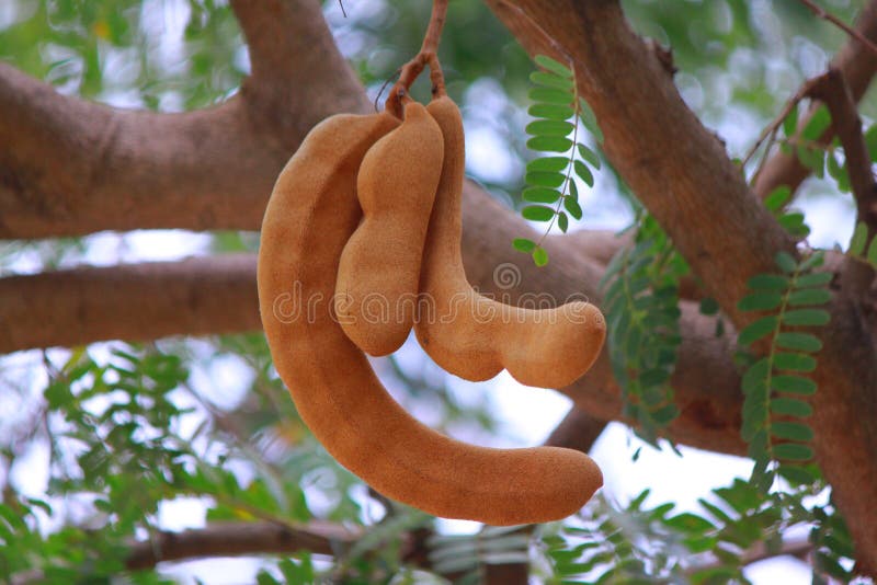 Tamarind stock photo. Image of tamarind, tart, acid, immature - 69977052