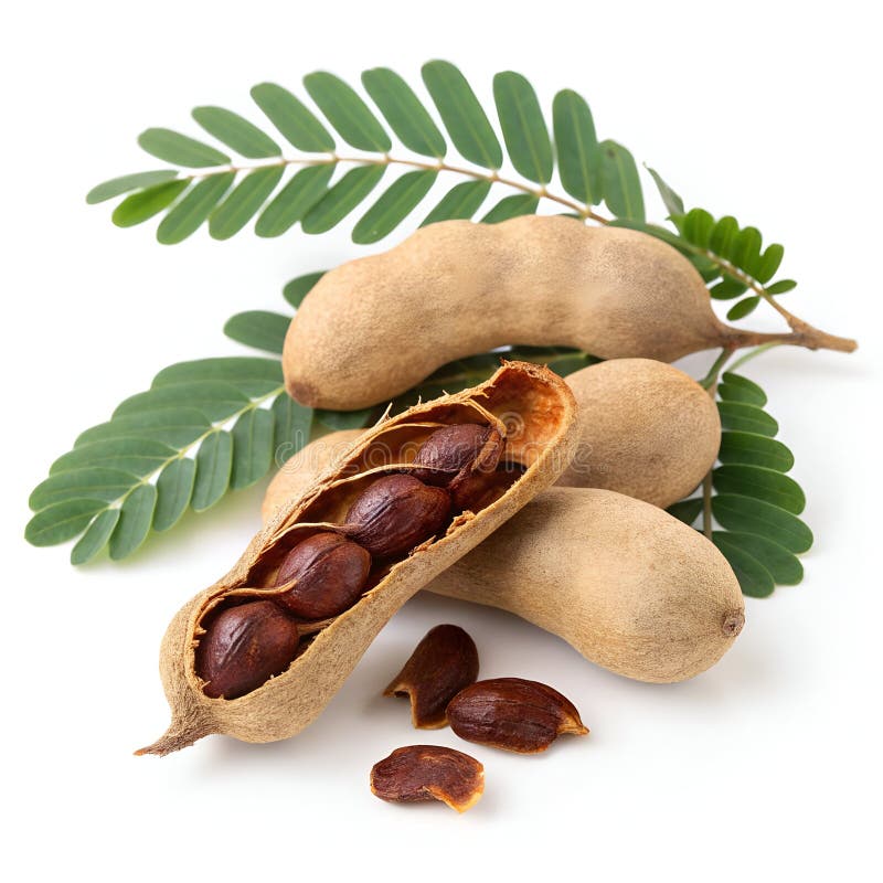 Tamarind with Leaf Isolated on White Background Stock Illustration ...