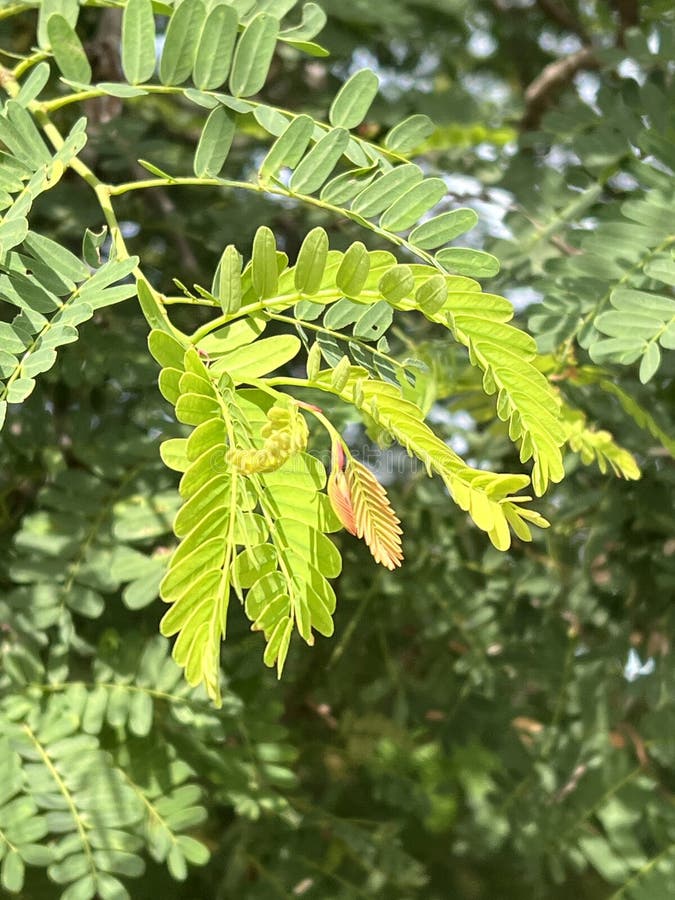 Tamarind Leaf in Nature Garden Stock Photo - Image of plant, tamarind ...