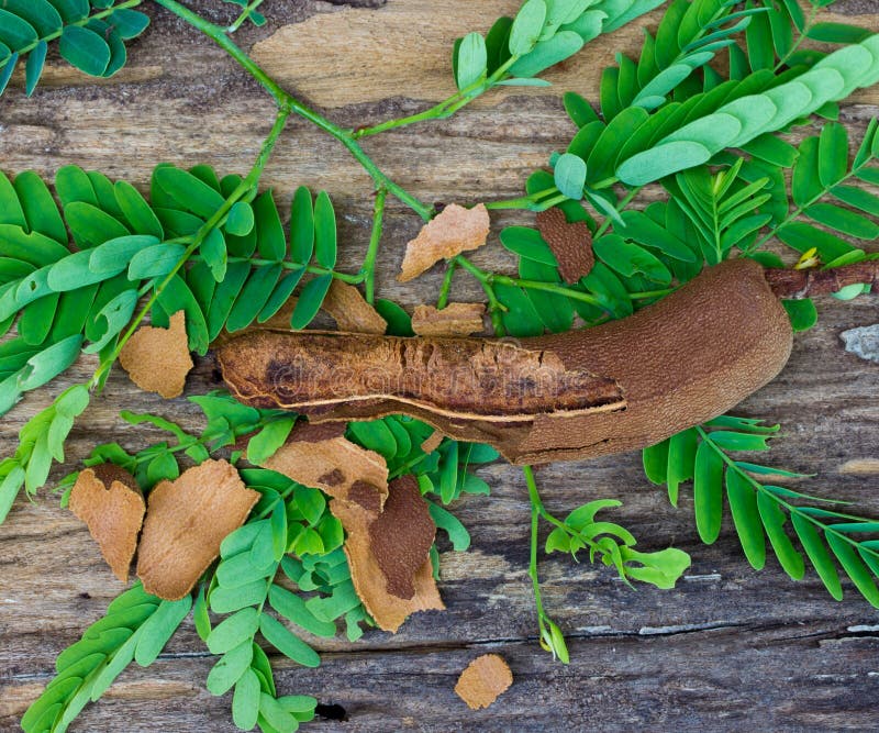 Tamarind with leaf stock image. Image of organic, eating - 41413891