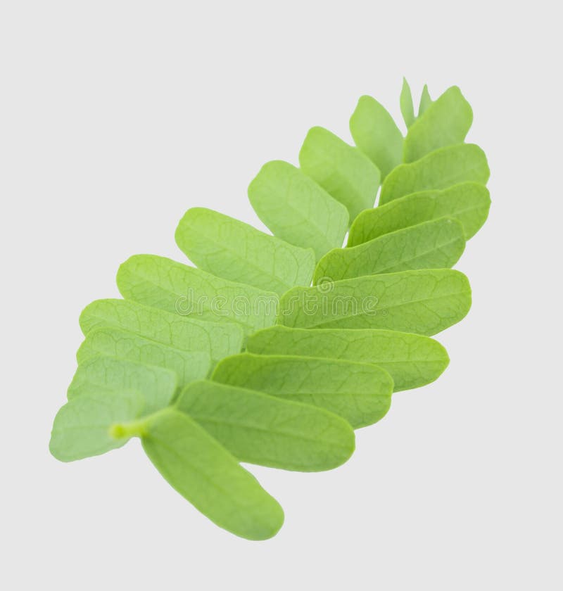 Tamarind Leaves Isolated on Gray Background with Clipping Path. Stock ...