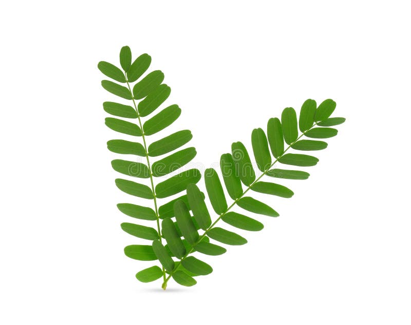 Tamarind Leaves Isolated on White Background Stock Photo - Image of ...