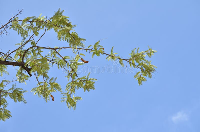 Tamarind leaves. stock photo. Image of blue, supplies - 105449764