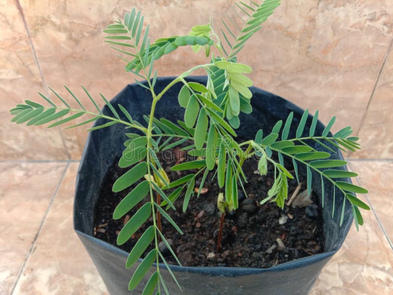 Tamarind Plant Seedlings Growing in a Polybag Stock Photo - Image of ...