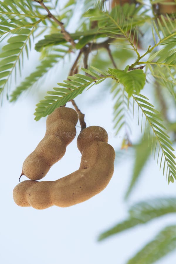 Tamarind pod stock photo. Image of delicious, sharing - 31522408