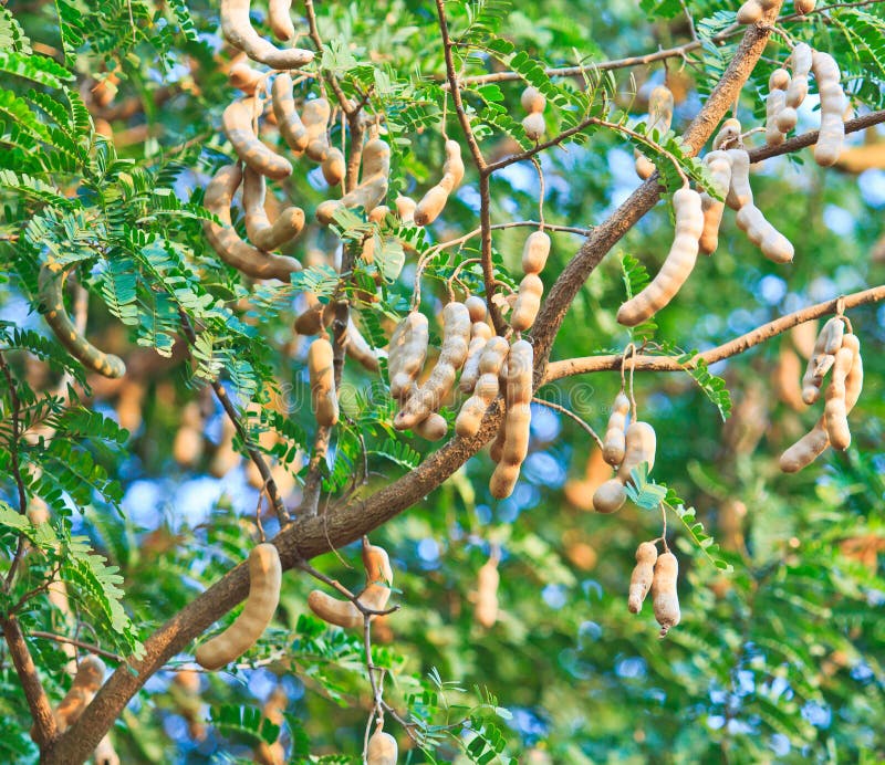 Tamarind pod stock photo. Image of fruit, delicious, seed - 32299036