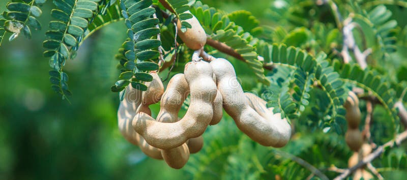 Tamarind pod stock image. Image of group, isolated, nutritious - 37378201