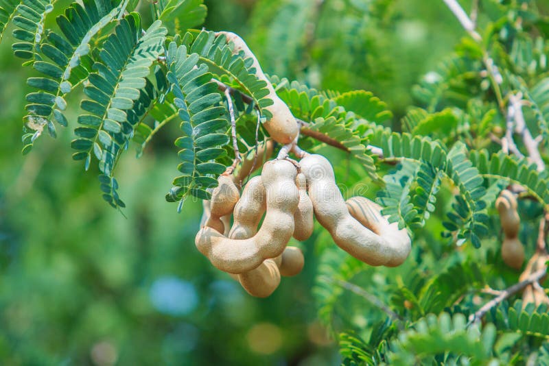 Tamarind pod stock image. Image of group, isolated, nutritious - 37378201