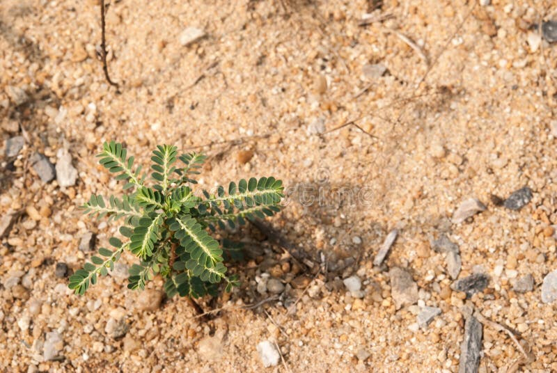 Tamarind Saplings of Young Plants in a Bag Black, Plantation Farming of ...