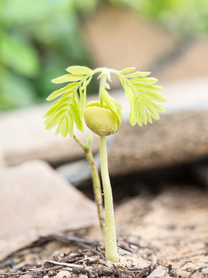 Tamarind Seedling stock photo. Image of isolated, leaves - 54006538