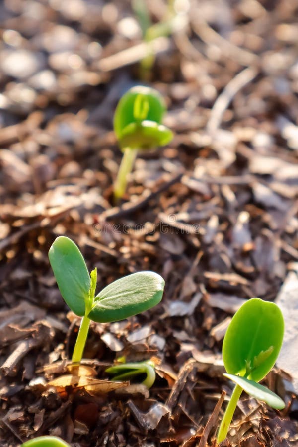 Tamarind Seedlings are Germinating and Growing Stock Photo - Image of ...